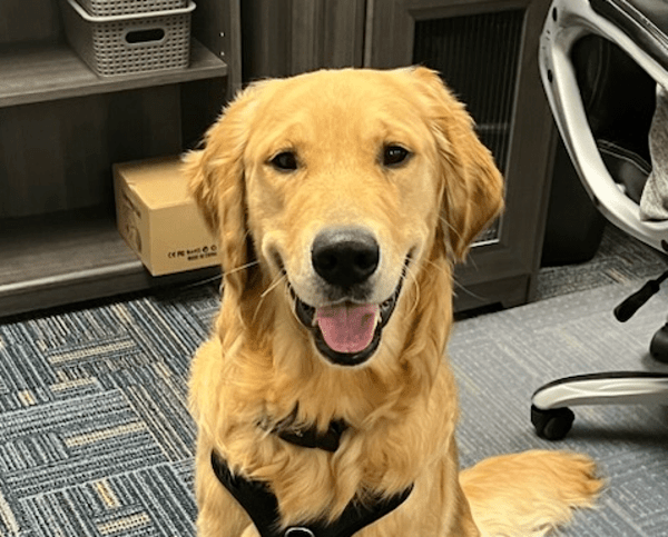 Dog Training with Total Dog - LOCS Enrichment Services