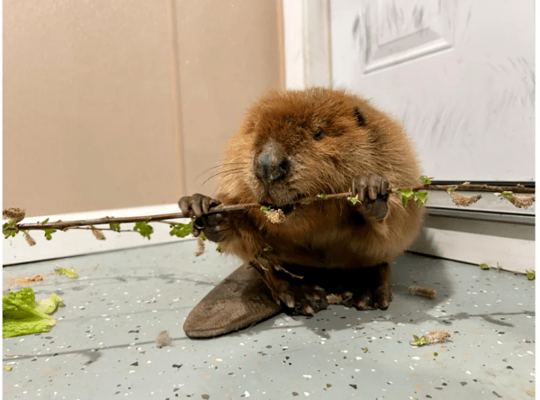 Newhouse Wildlife Rescue Presents: Nibi the Beaver & Stanley the ...