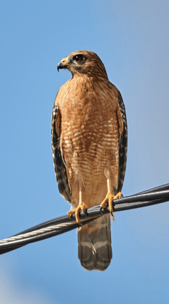 ALC: Birds of Minnesota: Feathers, Finches, & Falcons! Mon & Wed (K-2 ...