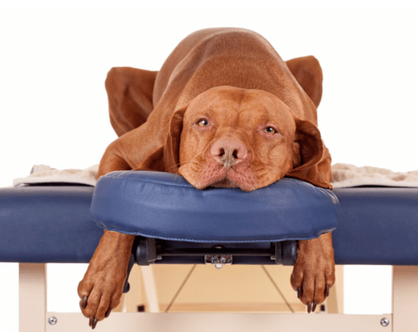 Dog Massage (Northeast) - Minneapolis Public Schools