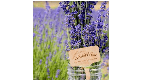 Bus Tour: Lavender Farm & the Chippewa Valley w/ Historian Dave ...
